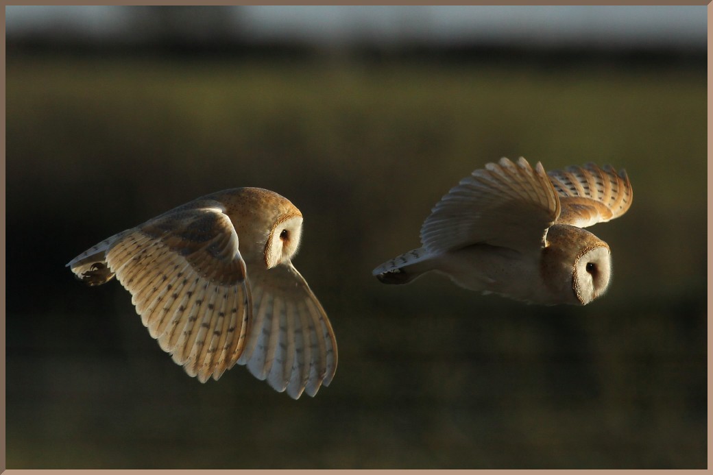 do owls fly together
