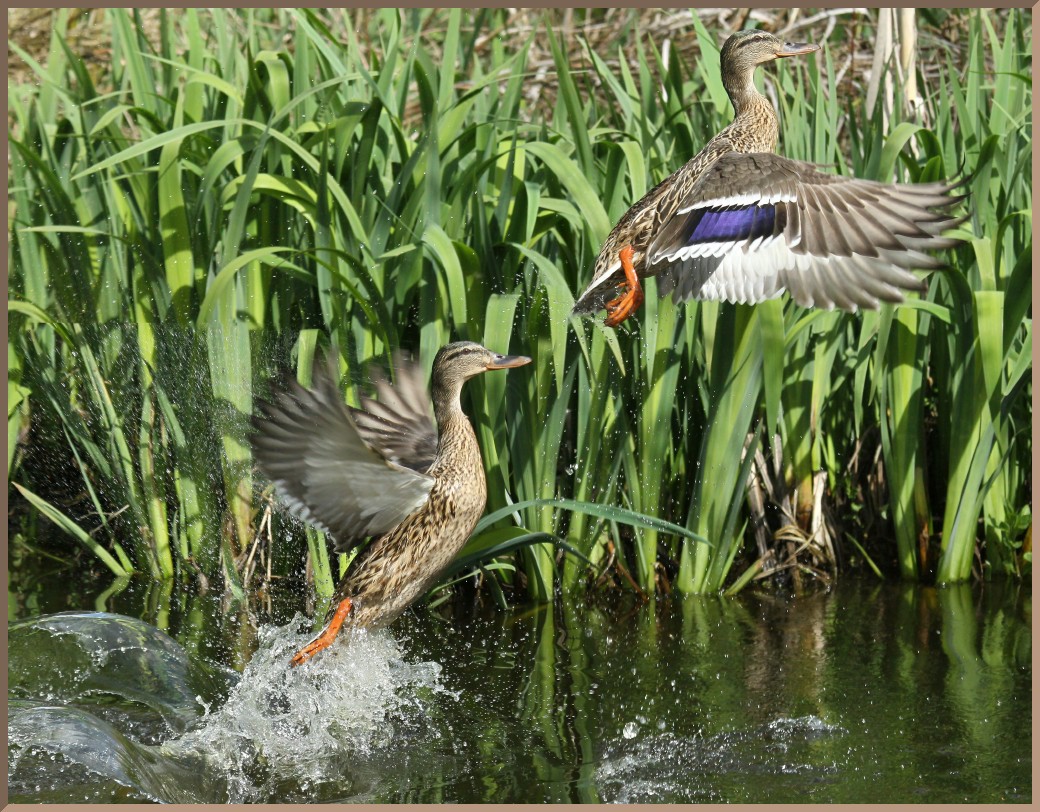 mallard taking off