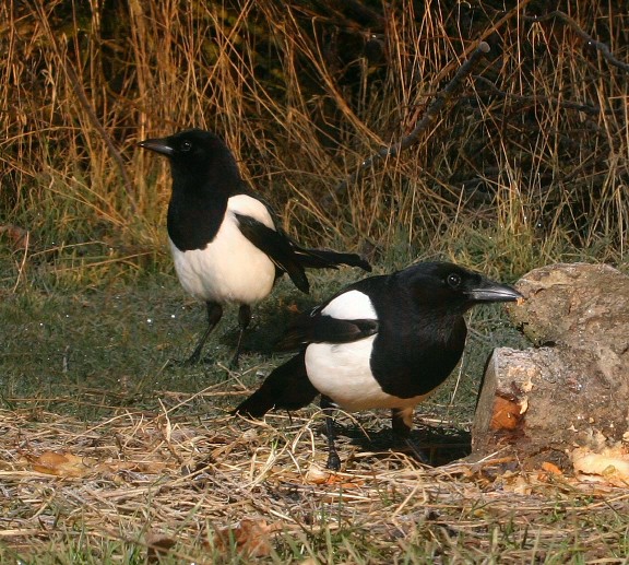 Image-of-the-Day by Subject