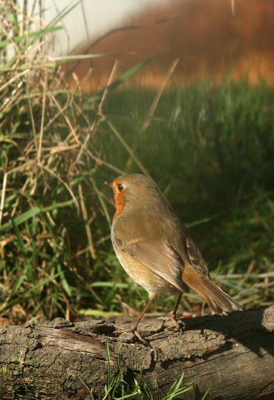 Image-of-the-Day by Subject