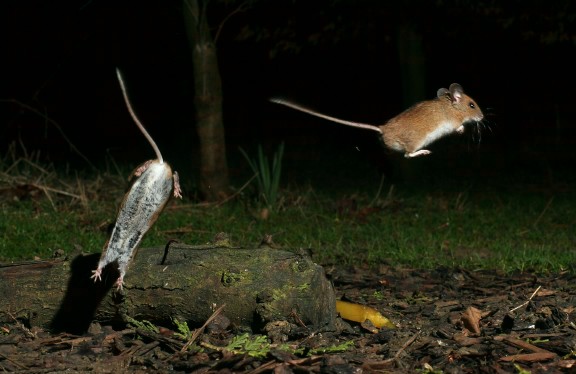 Image-of-the-Day by Subject