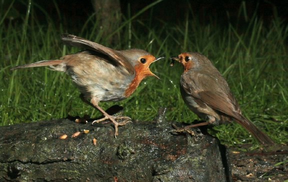 Archived & Upcoming Images of the Day