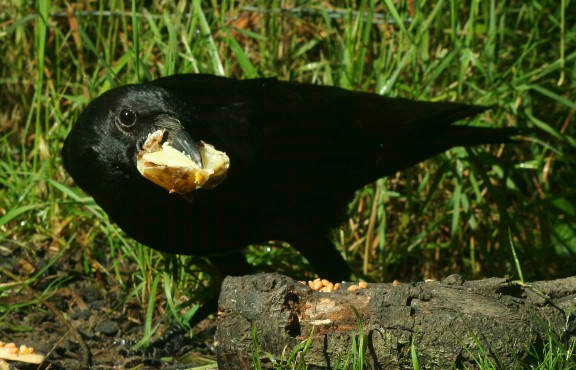 Image-of-the-Day by Subject