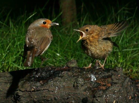 Image-of-the-Day by Subject