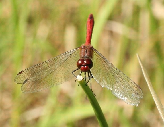 Image-of-the-Day by Subject