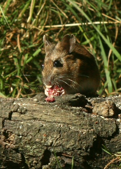 Image-of-the-Day by Subject