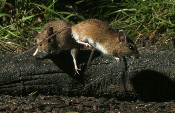 Archived & Upcoming Images of the Day