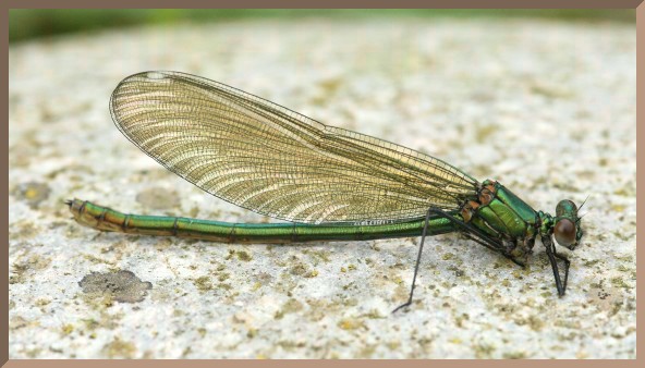 Image-of-the-Day by Subject