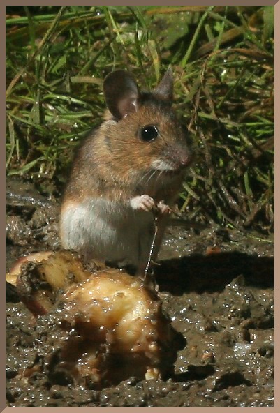 Image-of-the-Day by Subject