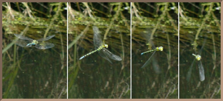 Archived & Upcoming Images of the Day