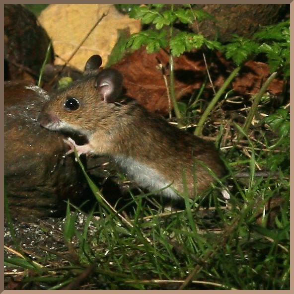 Archived & Upcoming Images of the Day