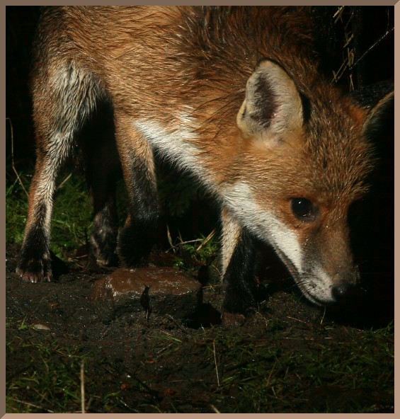 Image-of-the-Day by Subject