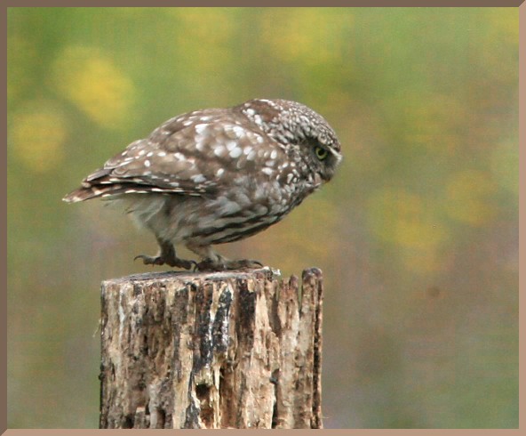 Archived & Upcoming Images of the Day