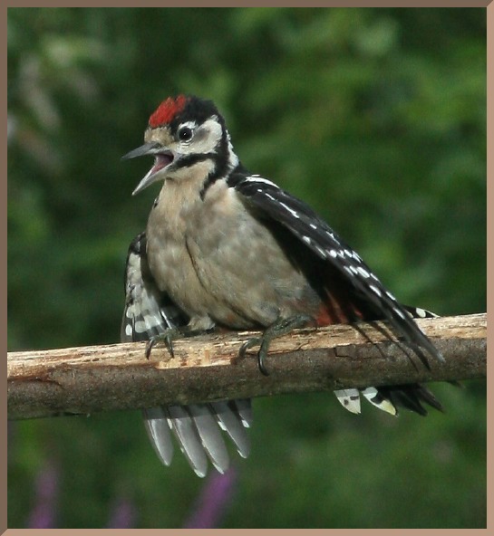 Image-of-the-Day by Subject