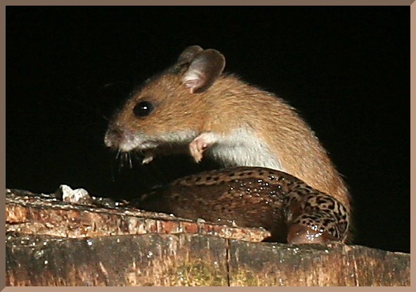 Image-of-the-Day by Subject