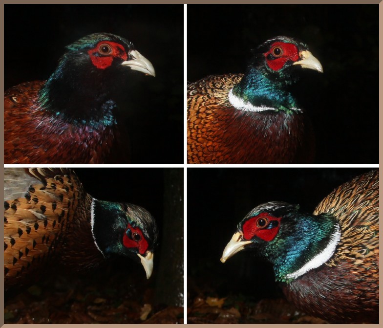 Image-of-the-Day by Subject