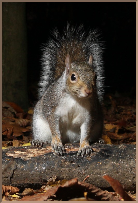 Archived & Upcoming Images of the Day