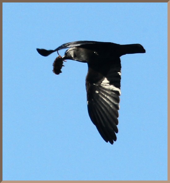 Image-of-the-Day by Subject