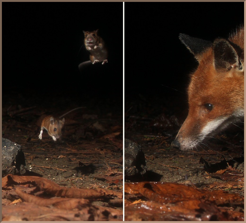 Image-of-the-Day by Subject