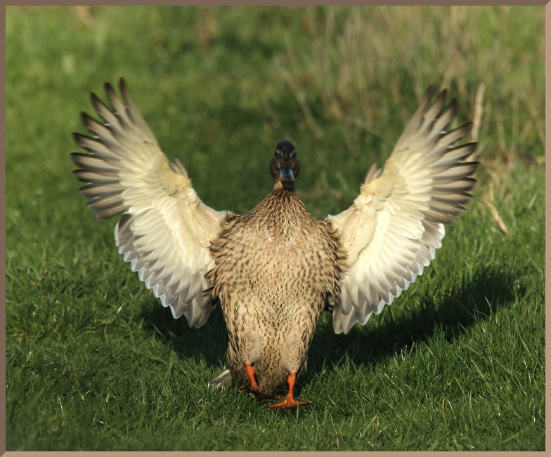 Archived & Upcoming Images of the Day