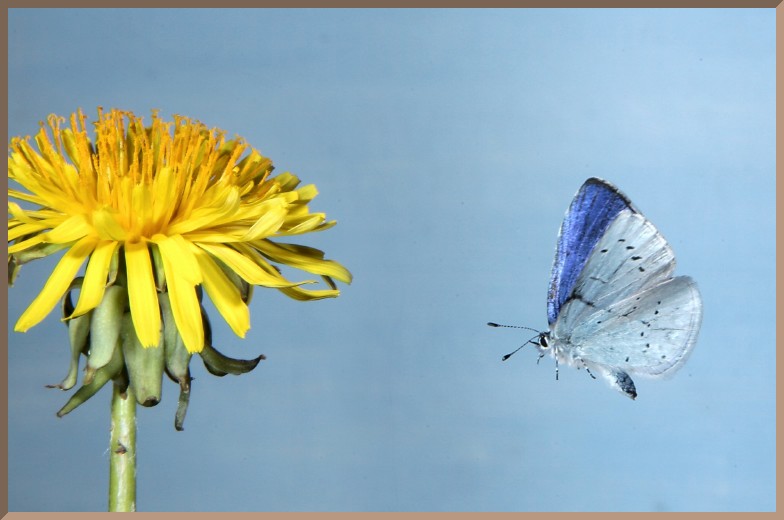 Image-of-the-Day by Subject