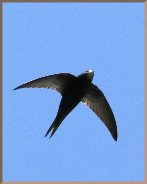 Image-of-the-Day by Subject