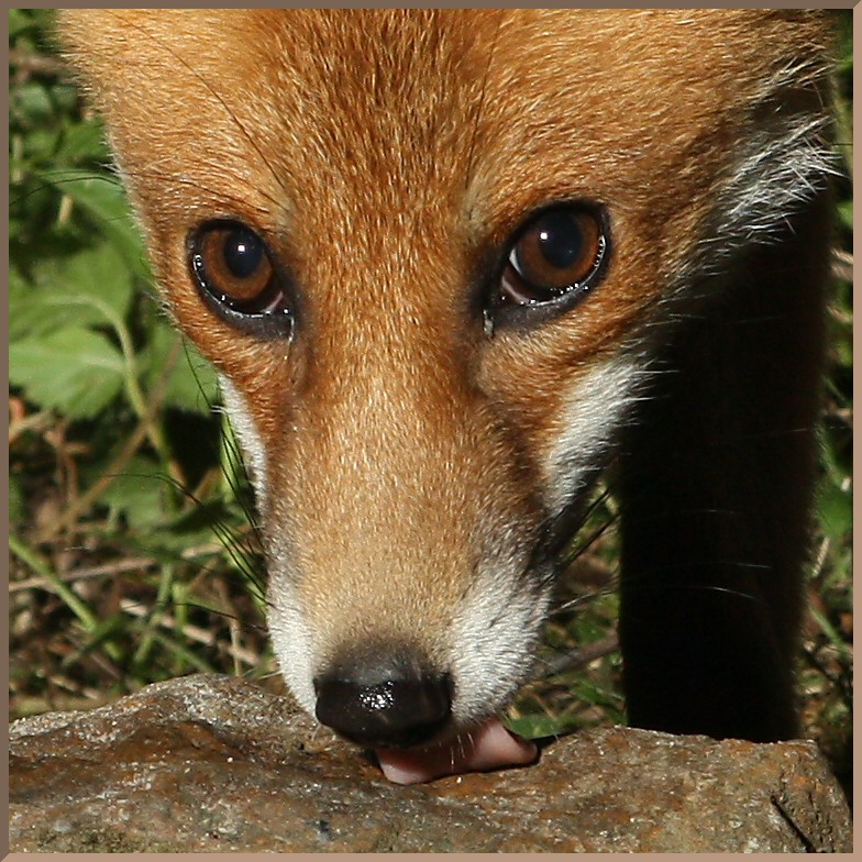 Image-of-the-Day by Subject