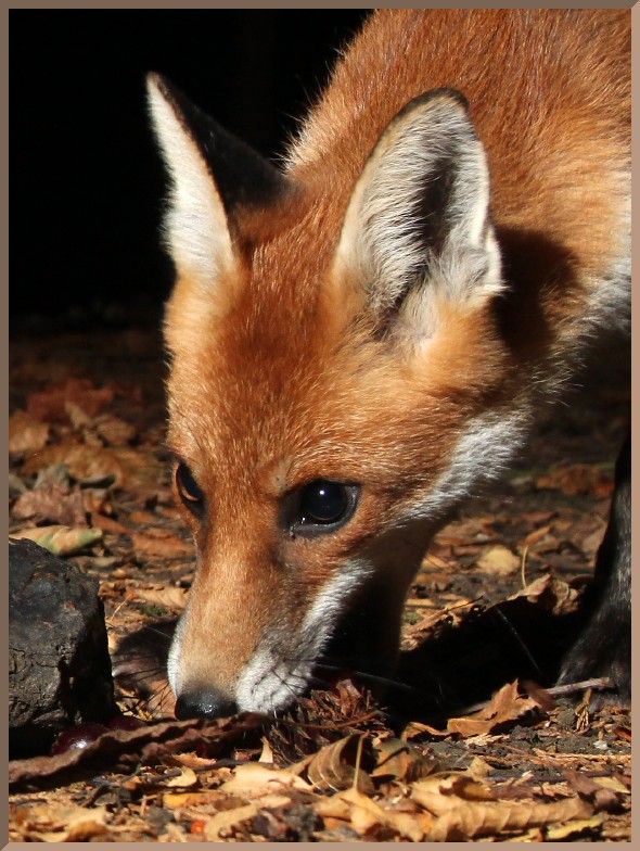 Image-of-the-Day by Subject