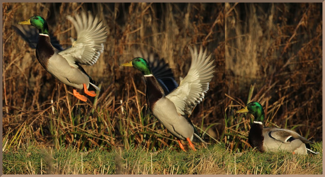 Image-of-the-Day by Subject