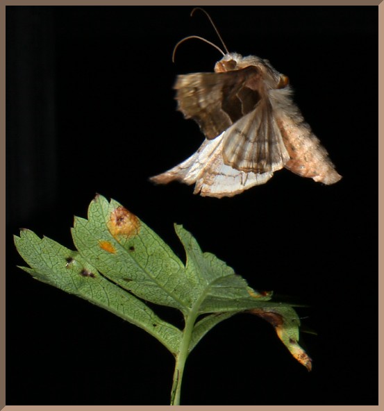 Image-of-the-Day by Subject