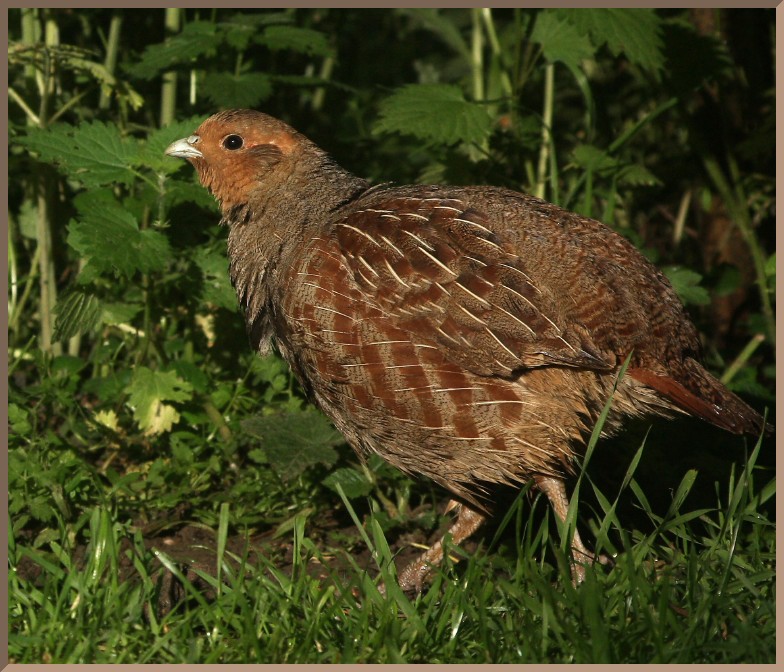 Image-of-the-Day by Subject