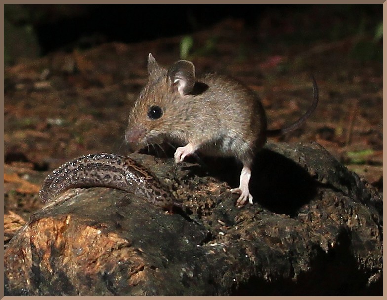 Image-of-the-Day by Subject