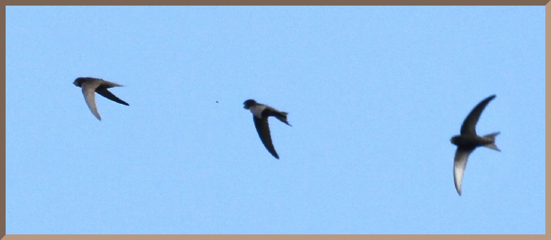 Image-of-the-Day by Subject