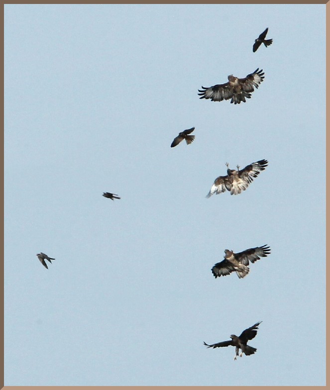 Image-of-the-Day by Subject