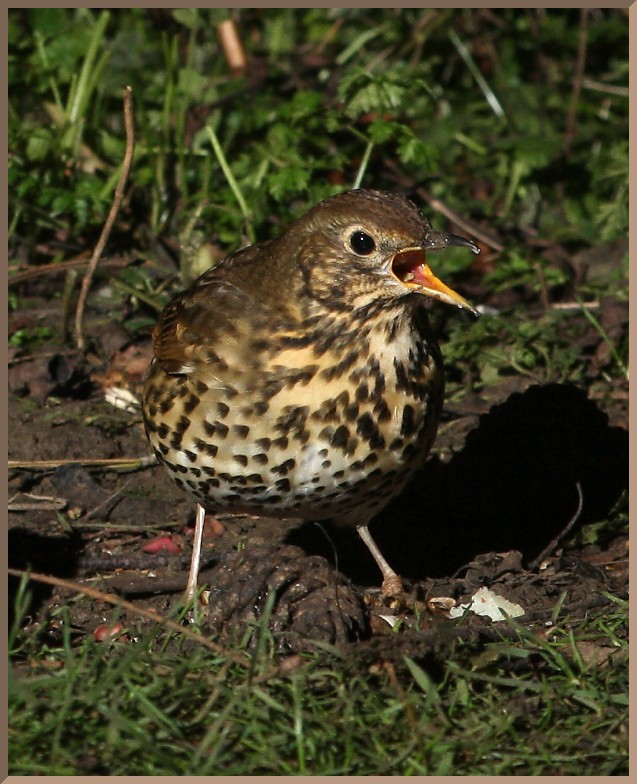 Archived & Upcoming Images of the Day