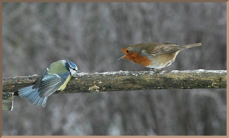 Image-of-the-Day by Subject