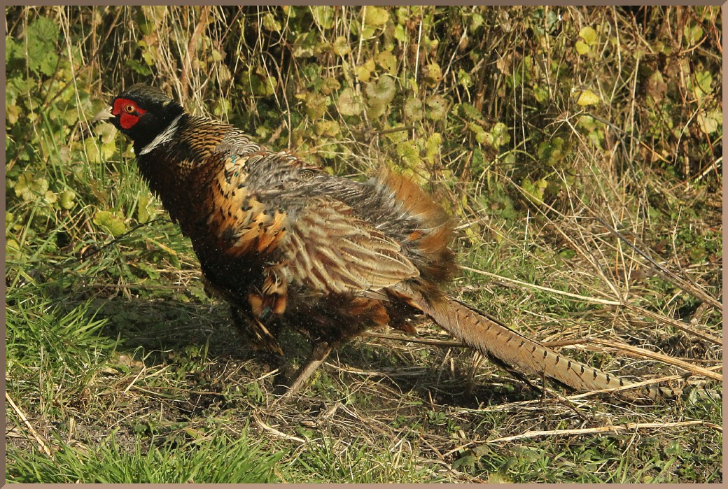 Image-of-the-Day by Subject