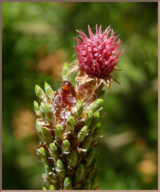 Image-of-the-Day by Subject