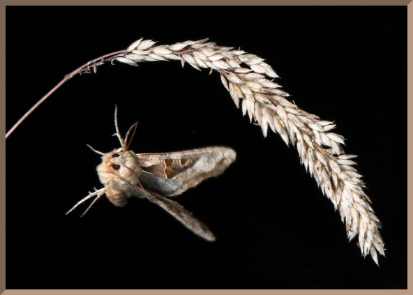 Image-of-the-Day by Subject