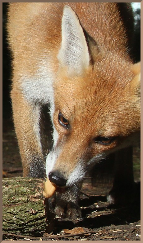 Image-of-the-Day by Subject