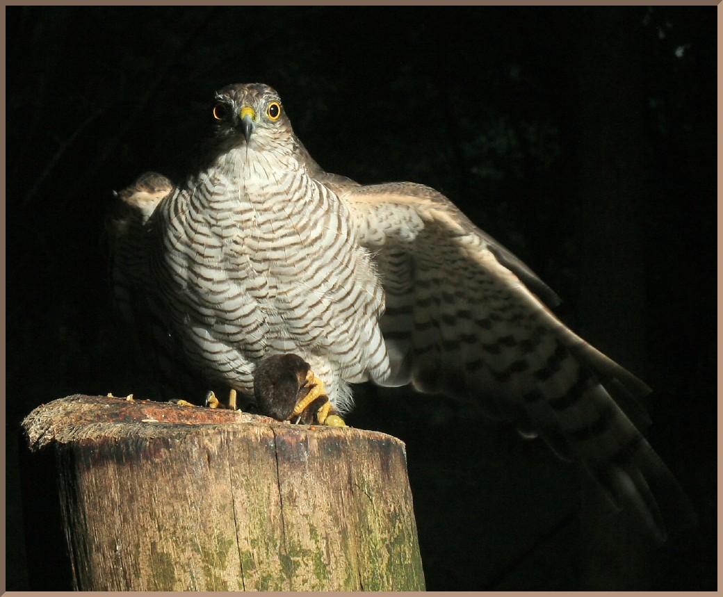 Image-of-the-Day by Subject