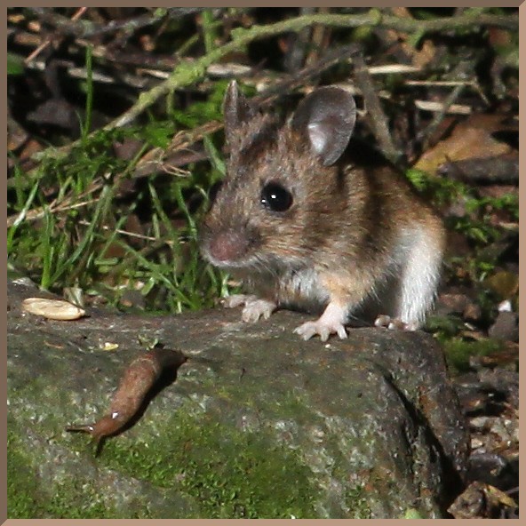 Image-of-the-Day by Subject