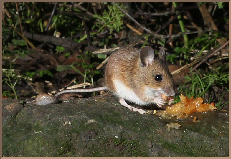 Image-of-the-Day by Subject