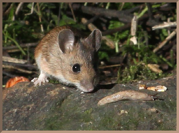 Image-of-the-Day by Subject