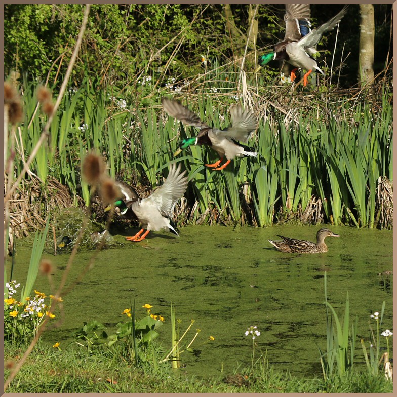 Image-of-the-Day by Subject