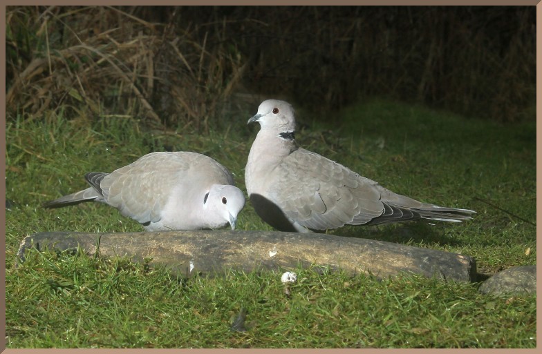 Image-of-the-Day by Subject