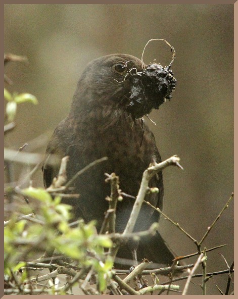 Image-of-the-Day by Subject