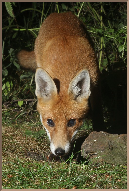 Image-of-the-Day by Subject