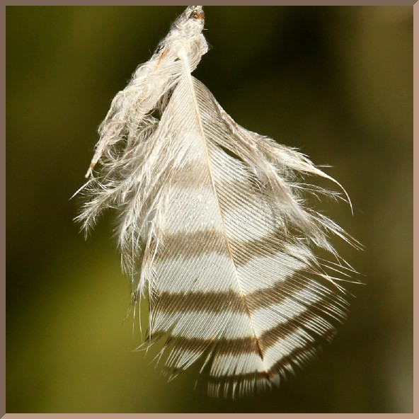 Image-of-the-Day by Subject