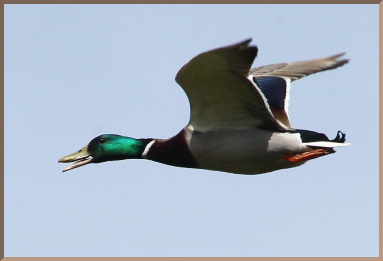 Image-of-the-Day by Subject